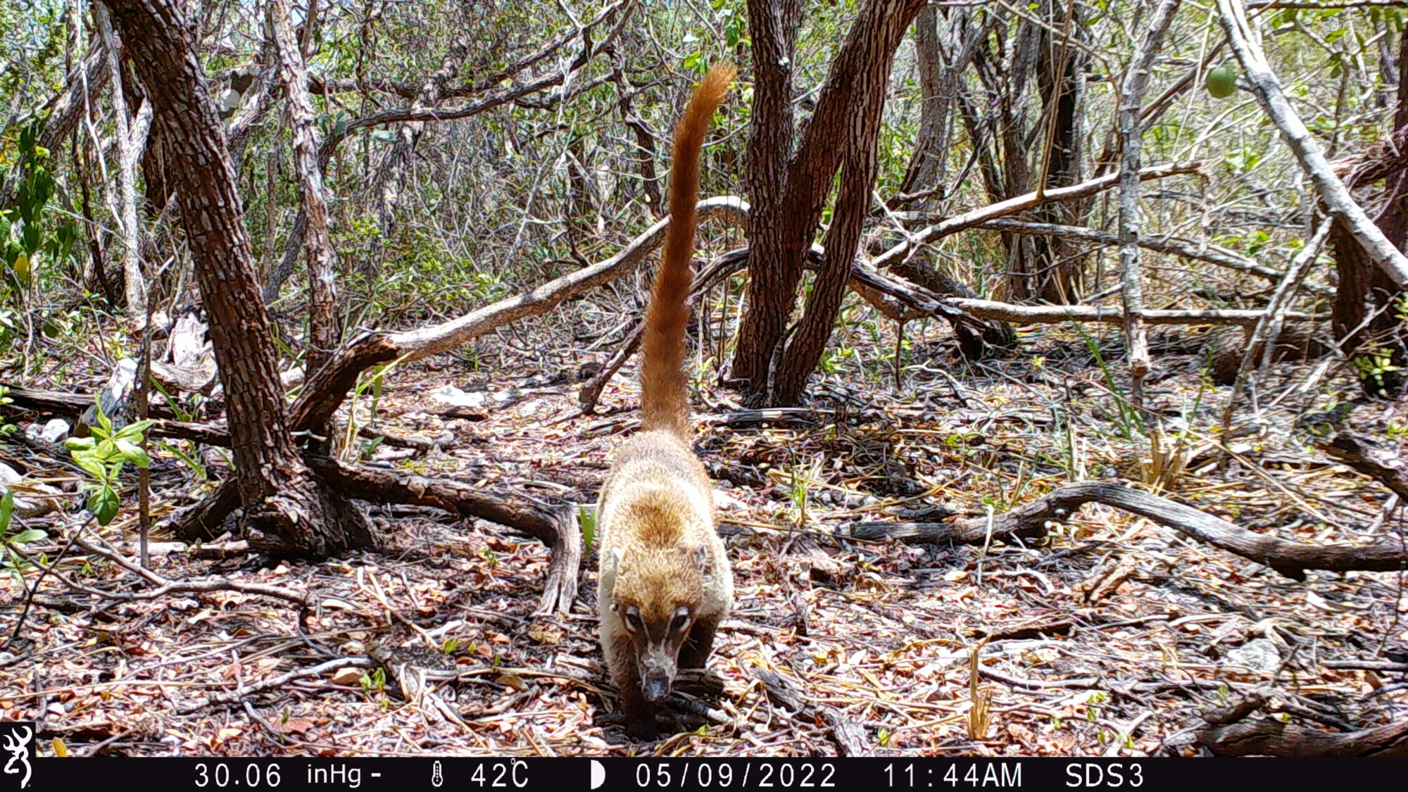 Biodiversity Observatory of Yucatan – Regions4