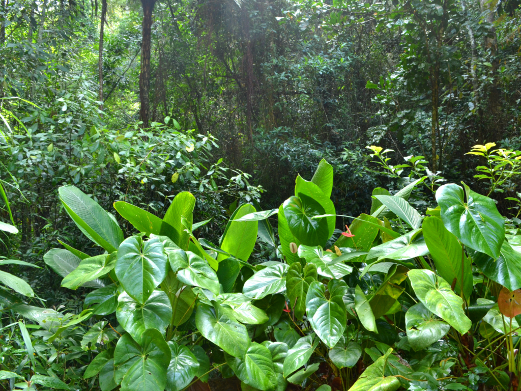 Collaborating Across Municipalities to Preserve Rio de Janeiro’s ...